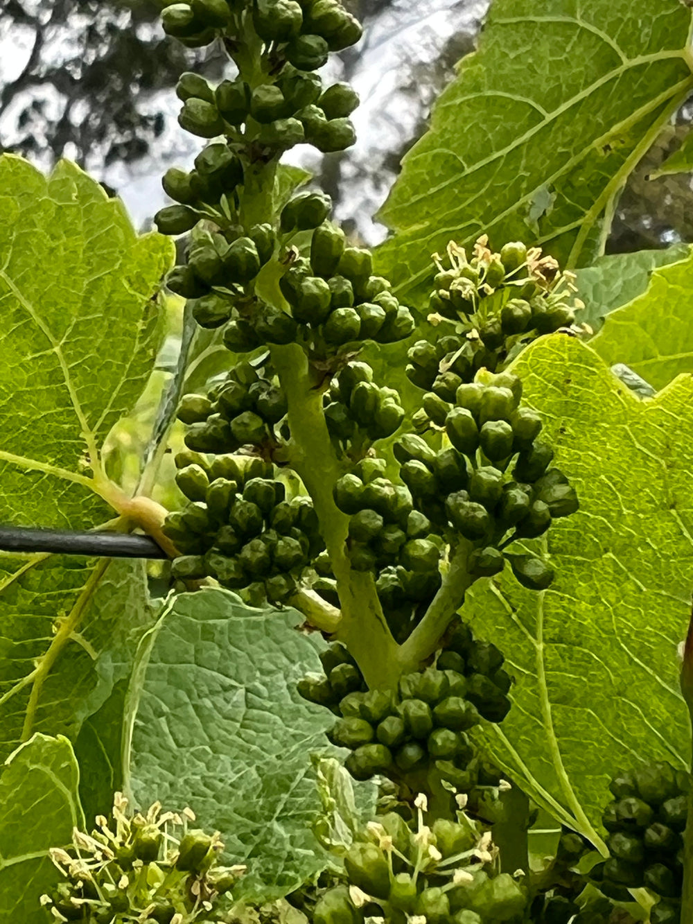 News – Atlas Wines